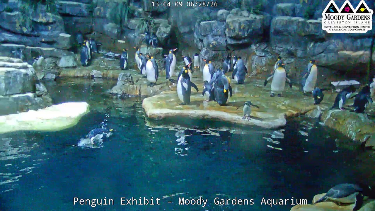 Moody Gardens Penguin Cam LIVE | Penguin Habitat Stream at the Aquarium ...