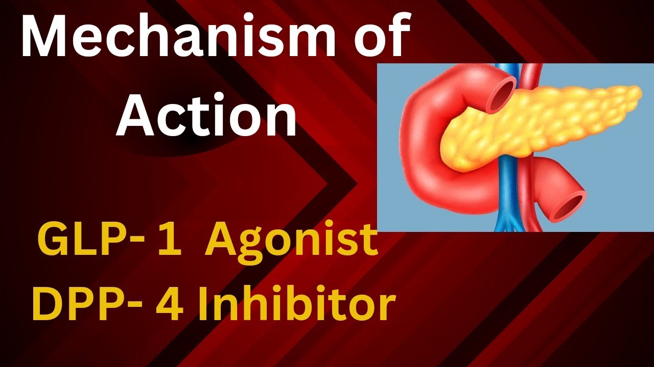 Mechanism of action of GLP 1 agonist AND DPP 4 Inhibitor drug|Dpp4 ...