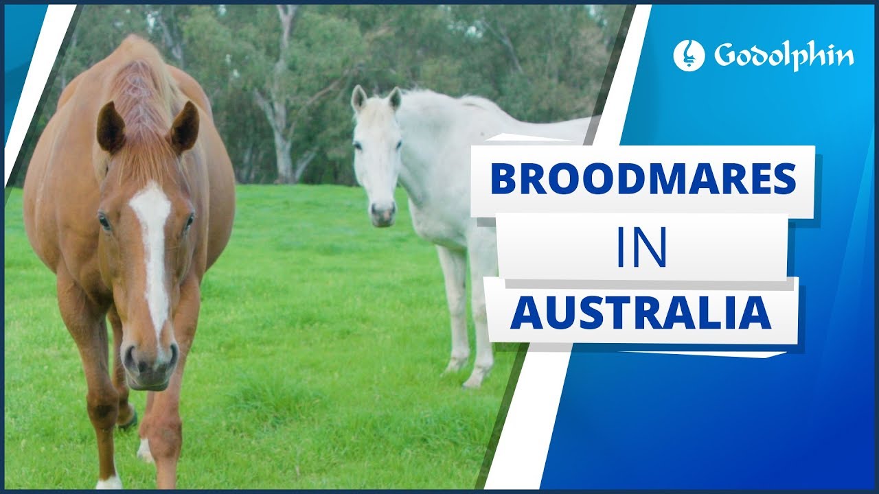 A year in the life of our broodmares, how they create our champions on ...