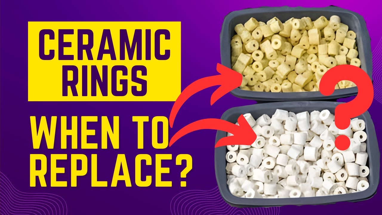 When To Replace Ceramic Rings with New Ones? - Best Video | Must Watch ...