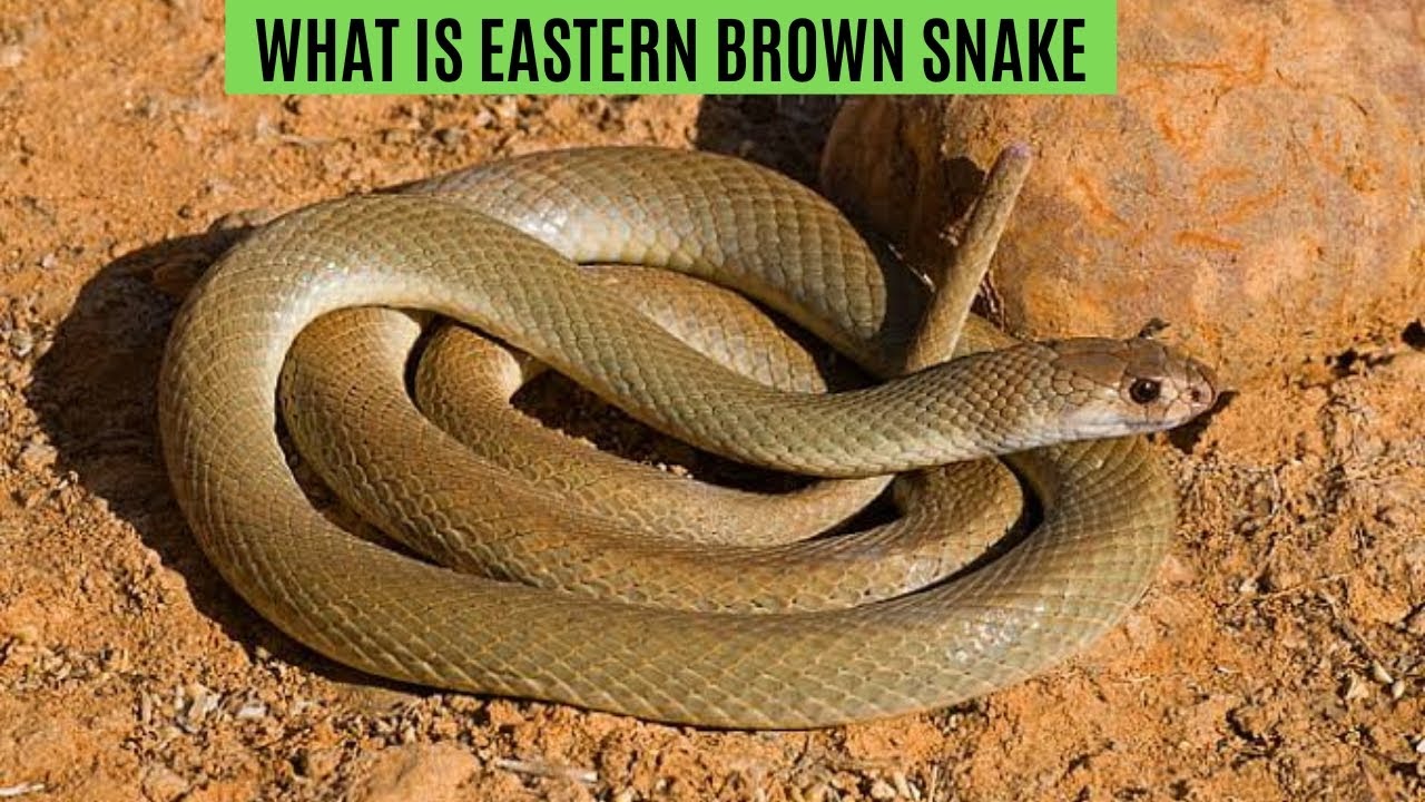 What is Eastern Brown Snake. ईस्टर्न ब्राउन सांप क्या है |#snake# ...