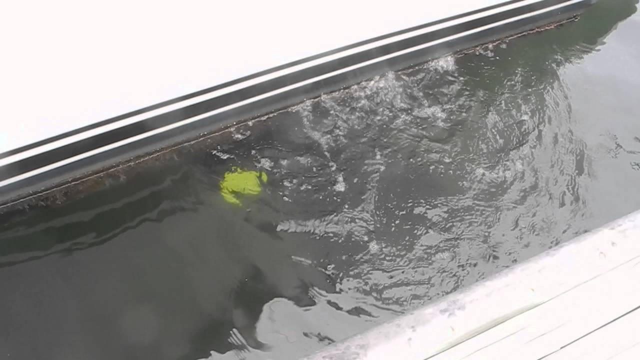 Scuba Diver Cleans Your Boat Hull - YouTube