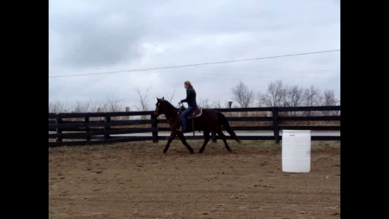 www.handrhorses.com WELL BROKE BAY GELDING, USED AS A TURNBACK HORSE ...