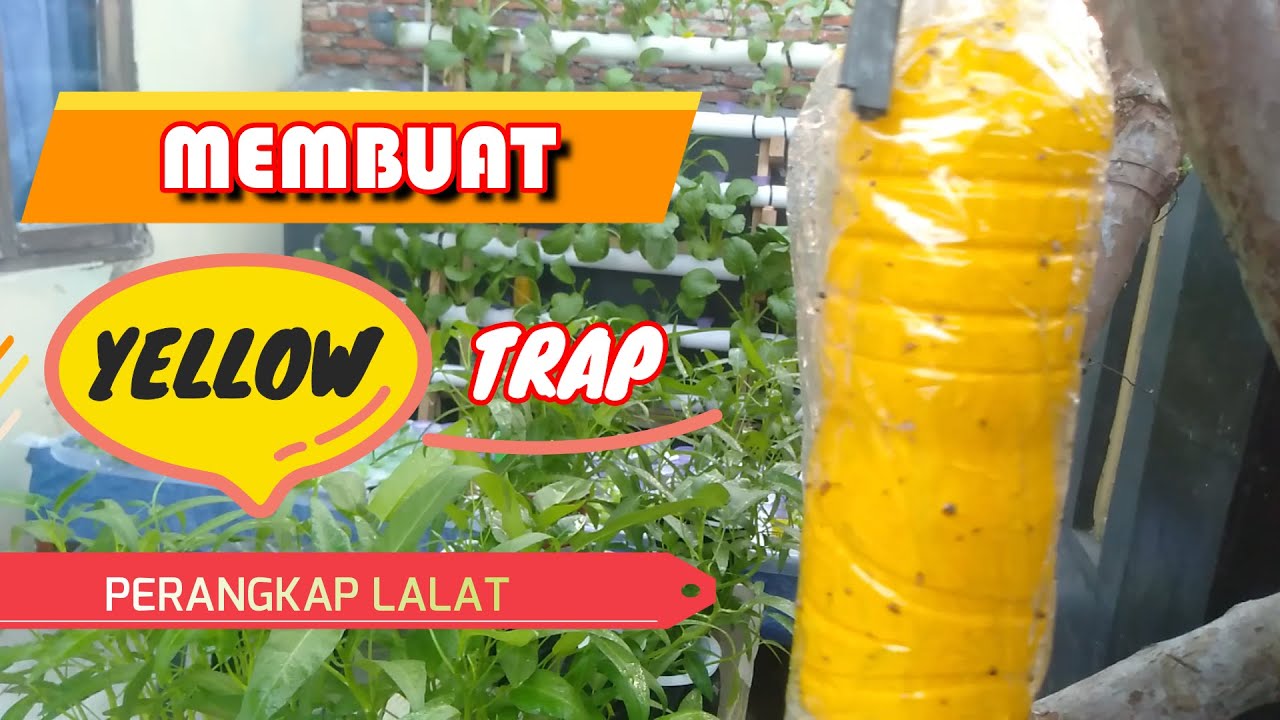 Membuat Yellow Trap Perangkap Lalat - YouTube