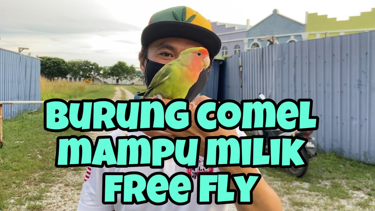 Burung free fly termurah tapi power!! - YouTube
