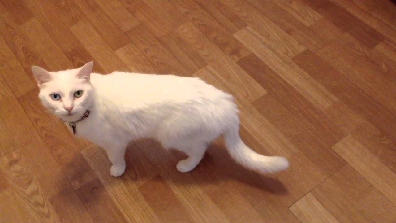 Bianca Barbarella white cat ladylike meow dainty - YouTube