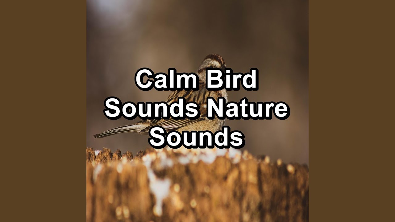 Zen Crows Sounds - YouTube