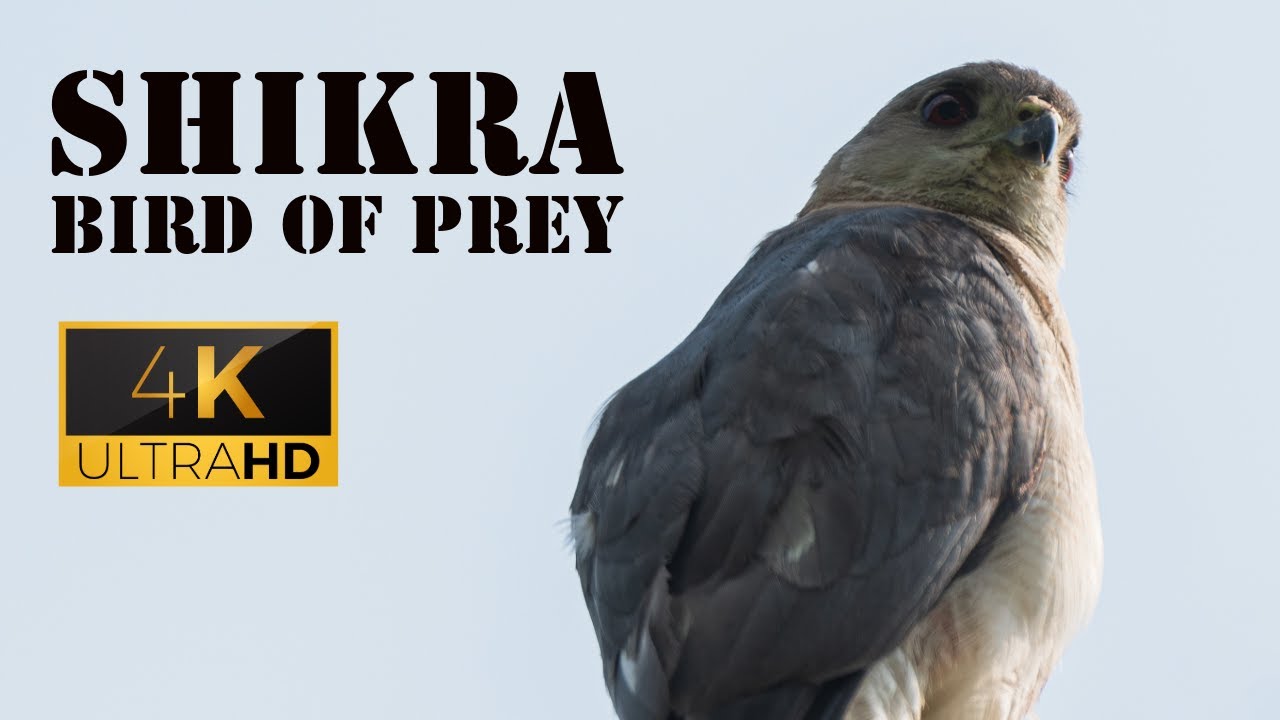 Shikra bird of prey | Shikra chiks in nest | Birds 4k video - YouTube