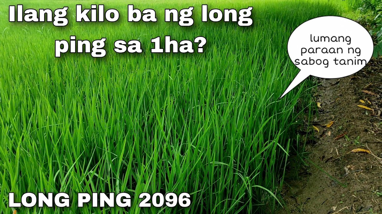 Sabog Tanim sa LONG PING hybrid 2096 - YouTube