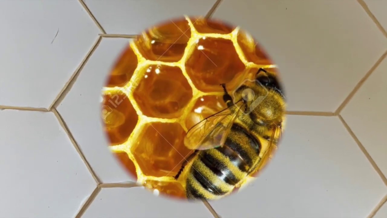 Summer STEAM Make A Honeycomb Pattern YouTube Summer STEAM Make A Honeycomb Pattern YouTube