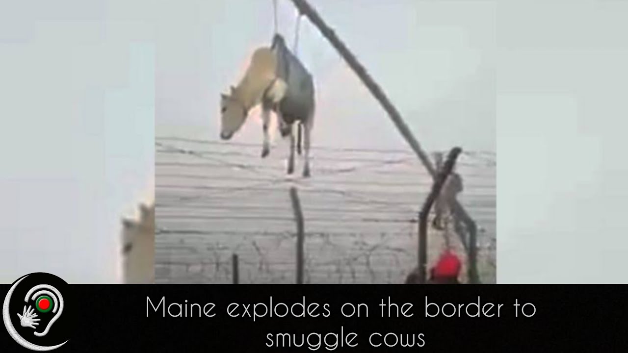 Maine explodes on the border to smuggle cows | I.D.M - YouTube