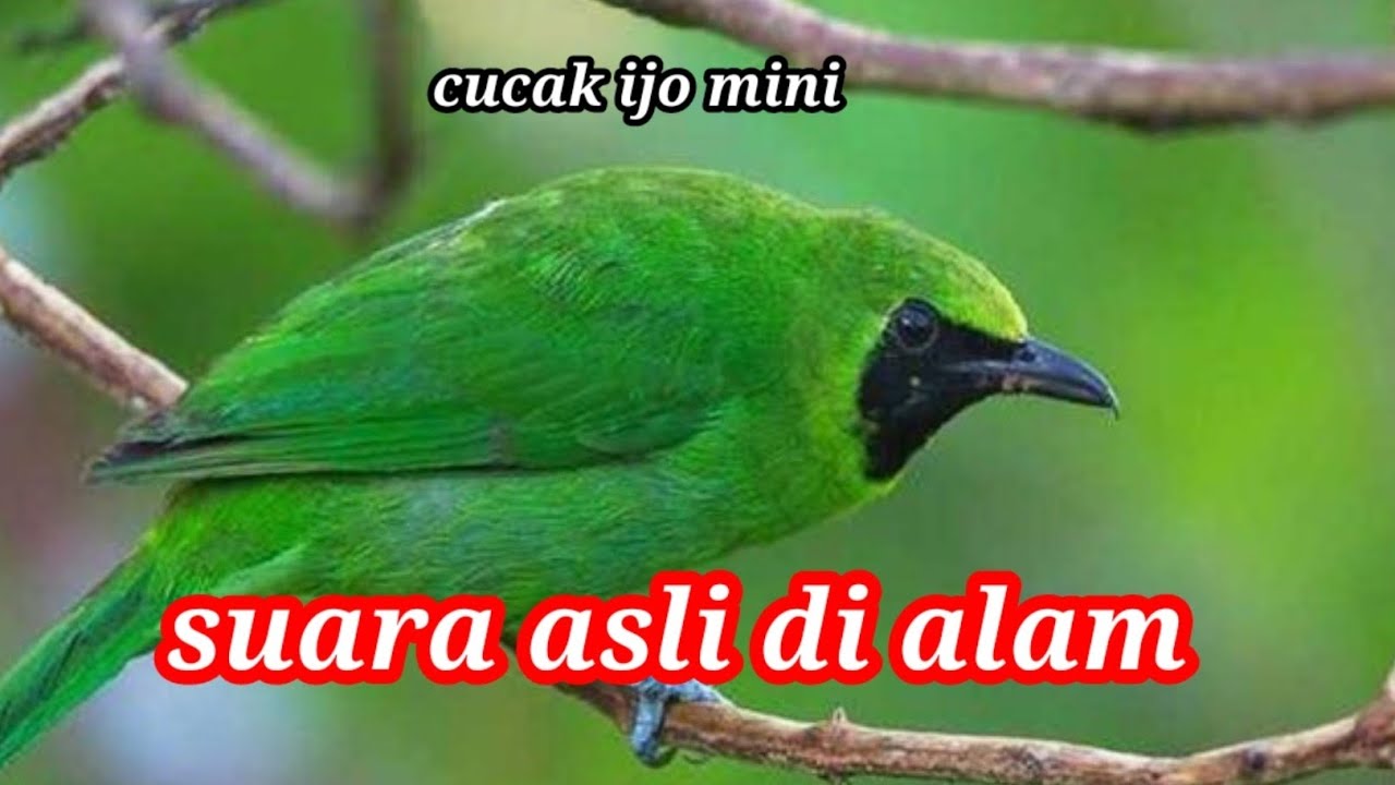 suara asli cucak ijo mini di alam - YouTube