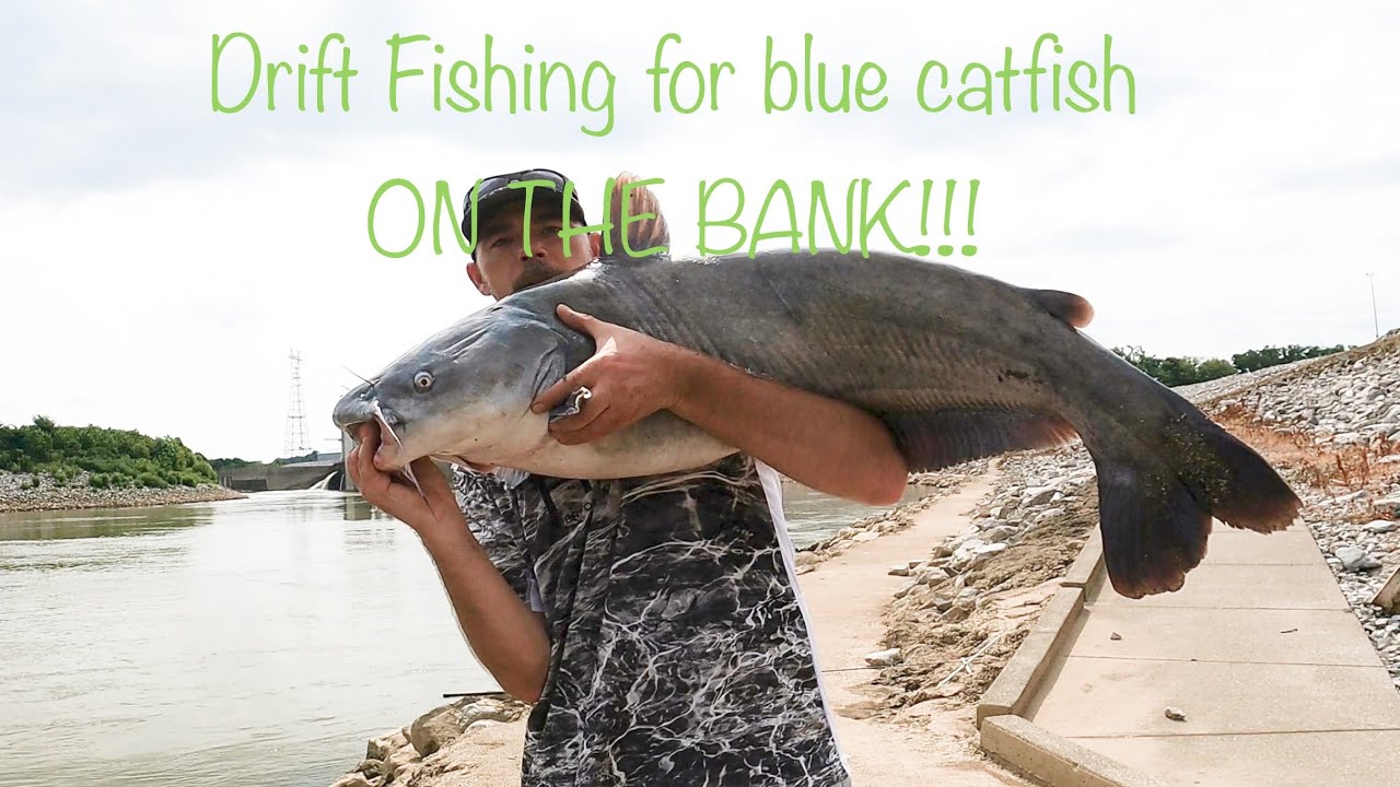 Drift fishing for blue catfish (ON THE BANK) - YouTube
