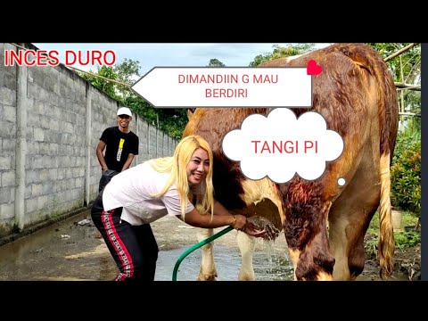SAPI TERBESAR MANDI DAN SANGAT JINAK ITUNYA DI ANU2 G MAU BANGUN GAES,,,