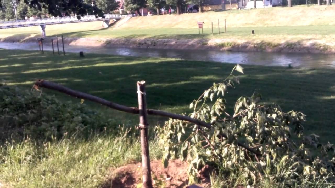 Polomljeno mlado stablo lipe 08.06.2015. - YouTube