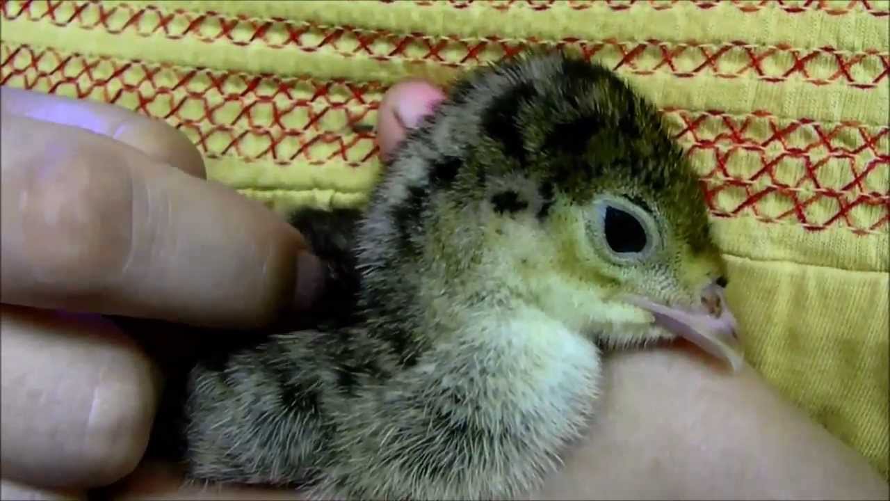 Baby Bronze turkey enjoys a cuddle - YouTube