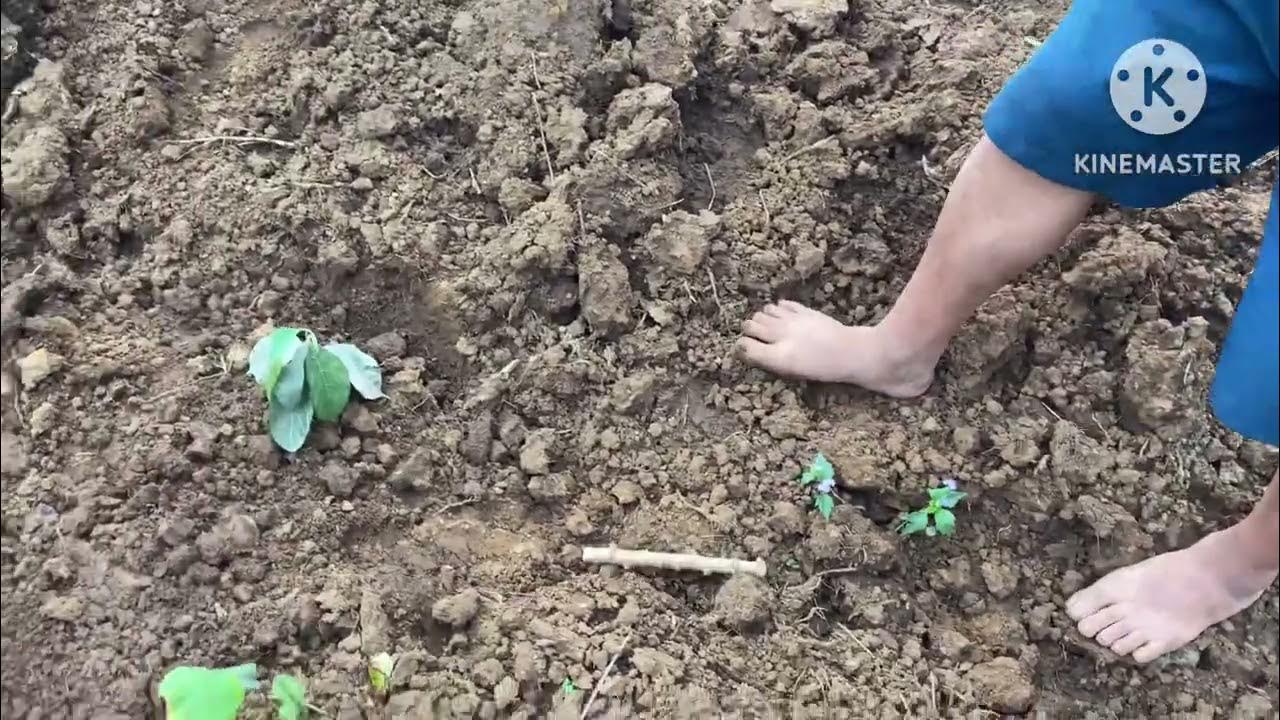 Paano mag tanim ng kamoteng kahoy ( cassava ) - YouTube