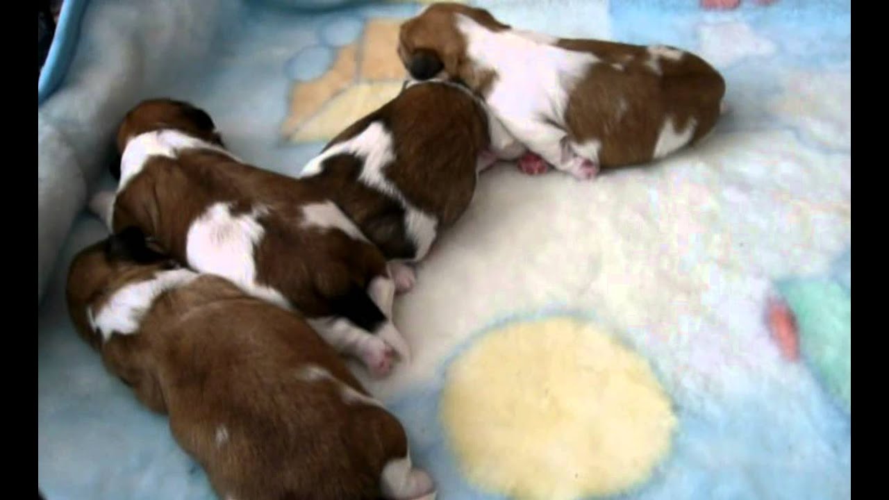 5 DAY OLD POPPYJO.... SO GORGEOUS ...SEPT 2010 - YouTube