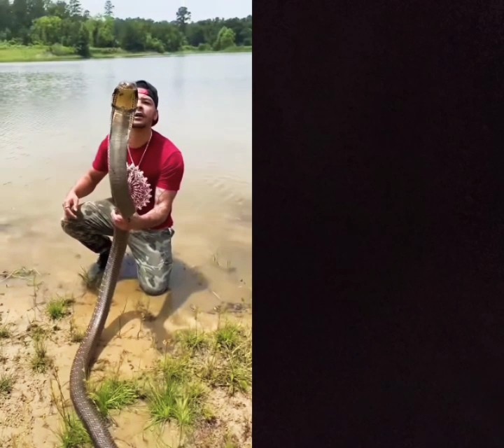 King cobra 🐍🐍 #snake #kingcobrajfs #nature #alligator #trending # ...