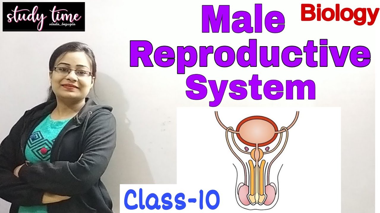 Male Reproductive System| Structure of Testis| #Reproductive System ...