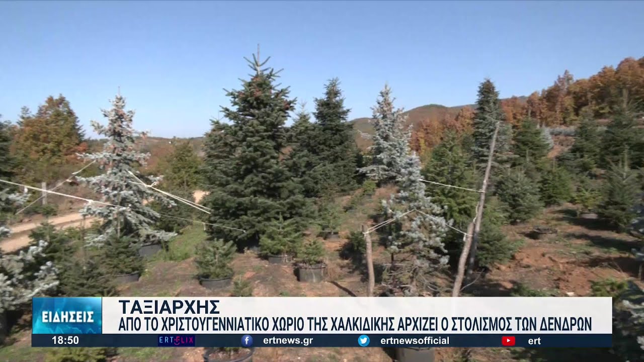 Ταξιάρχης Χαλκιδικής: Πού κυμαίνονται φέτος οι τιμές των ...