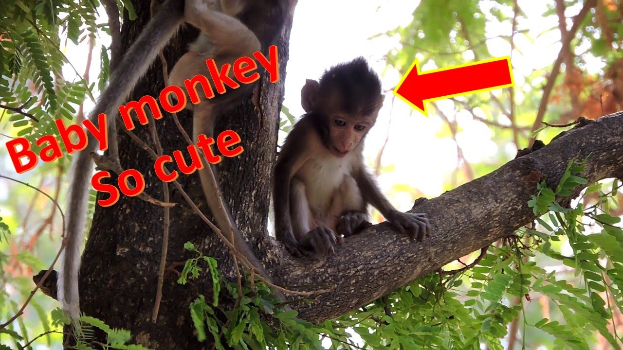 Baby monkey so cute wildlife videos - YouTube
