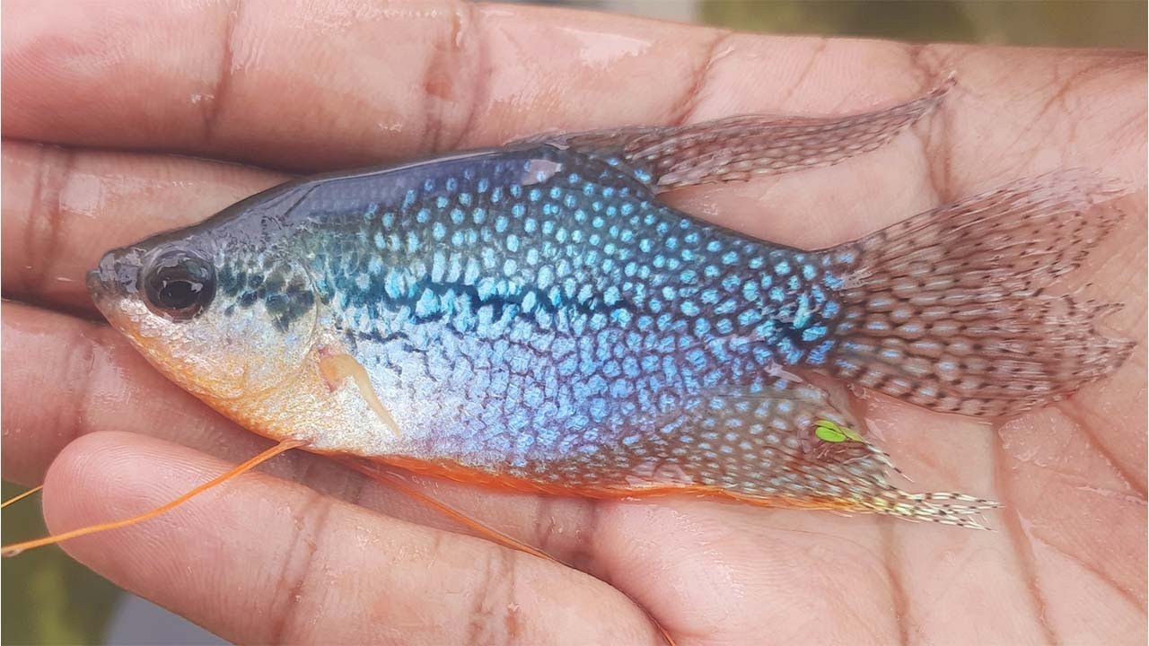 স্পেশাল মাছ পার্ল গোঁড়ামি। Pearl Gourami - YouTube