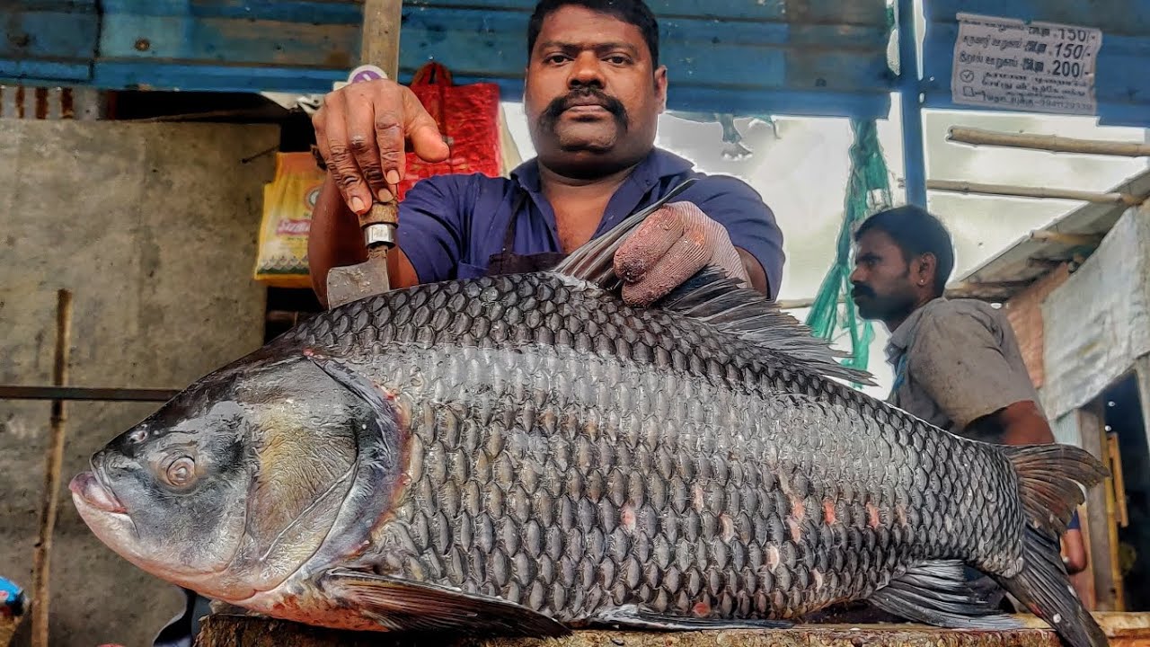 KASIMEDU 🔥 SPEED SELVAM | VERY RARE LAKE FISH CUTTING VIDEO | 4K VIDEO ...