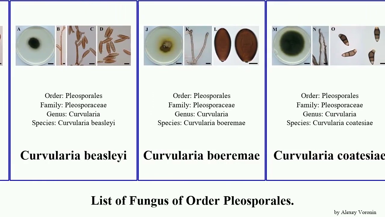 Fungus of Order Pleosporales curvularia alternaria ascochyta ...