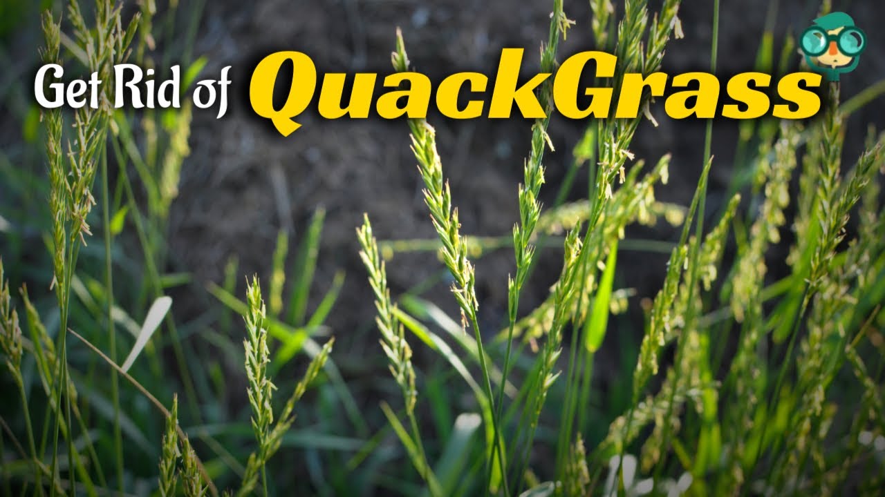How to Get Rid of QuackGrass | Best Way to Kill QuackGrass | Quack Grass| QuackGrass Control ...