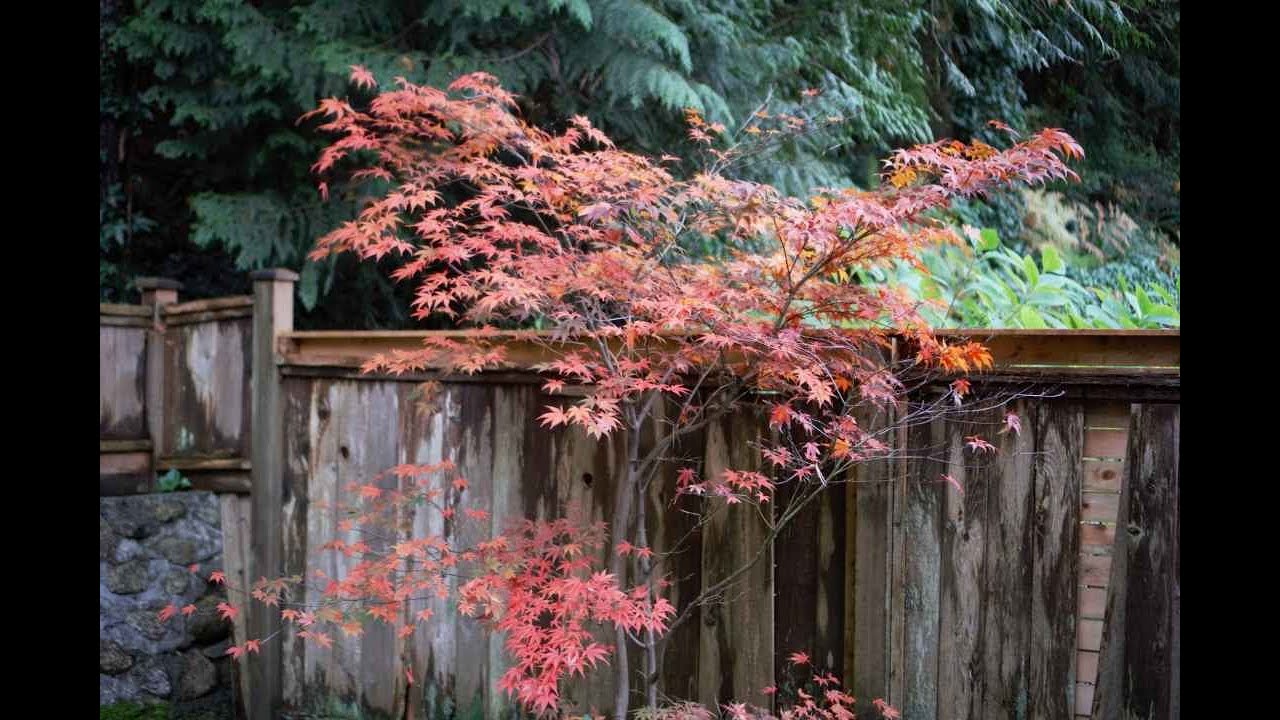 Little maple tree turned red in 10 days, time lapse 枫树变红，10天延时拍摄 - YouTube
