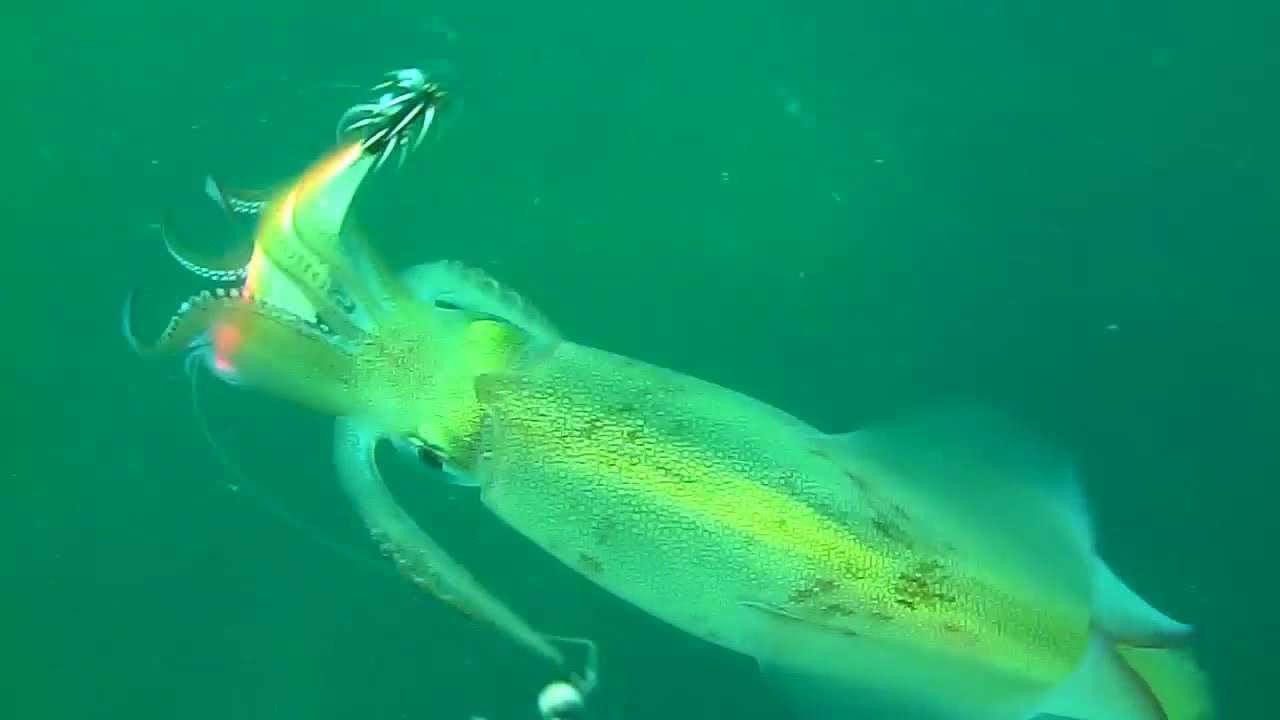 Cephalopods Under Water Footage Commercial Fishing for Squid - EGI ...
