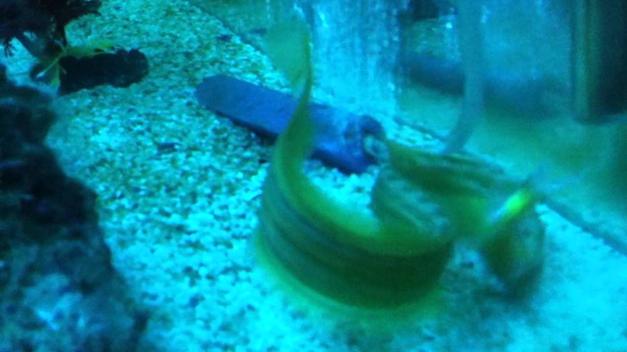 Green Wolf eel - YouTube