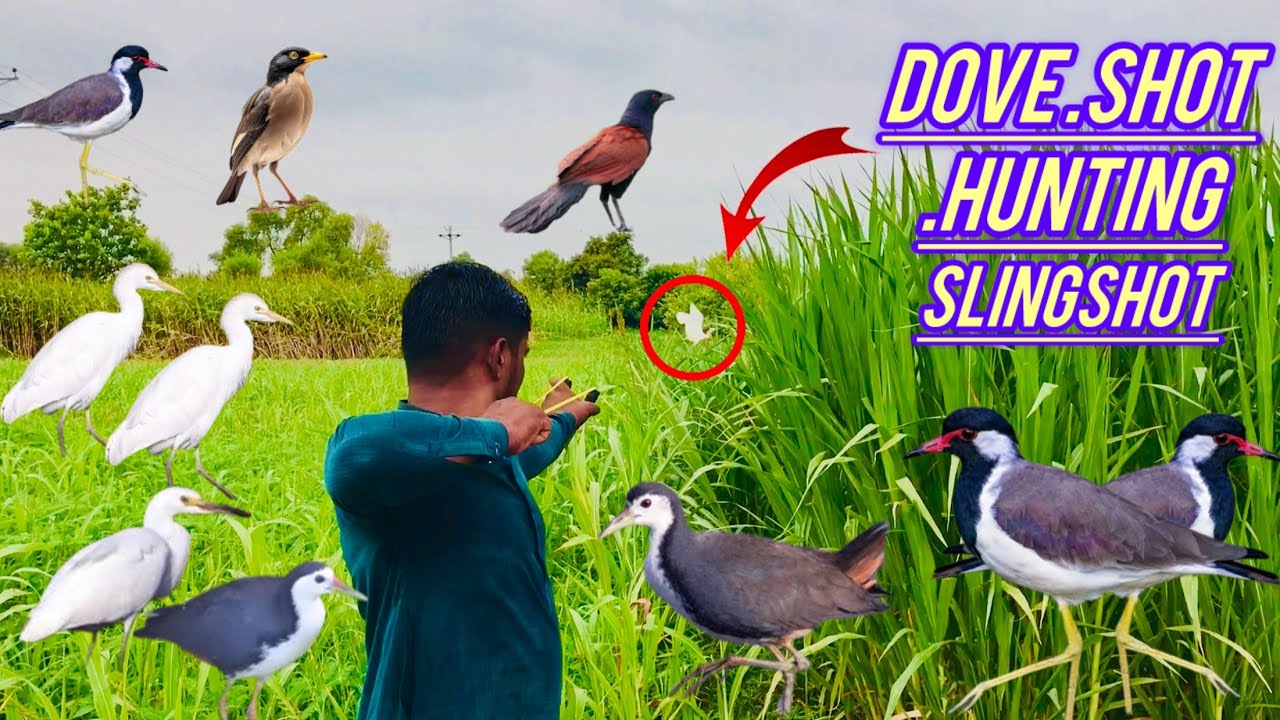Slingshot birds hunting fist dove shot! - YouTube