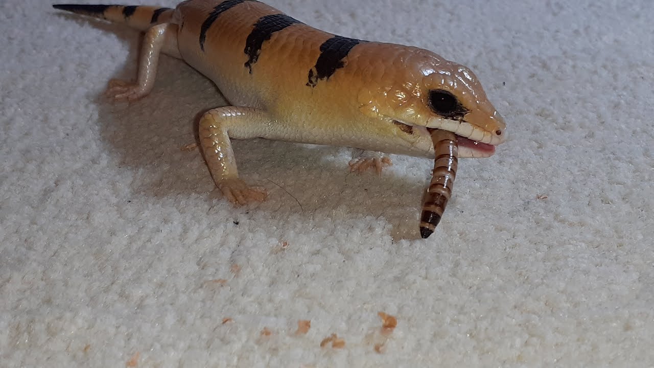 Peters Banded Skink: Diet And Feeding - YouTube