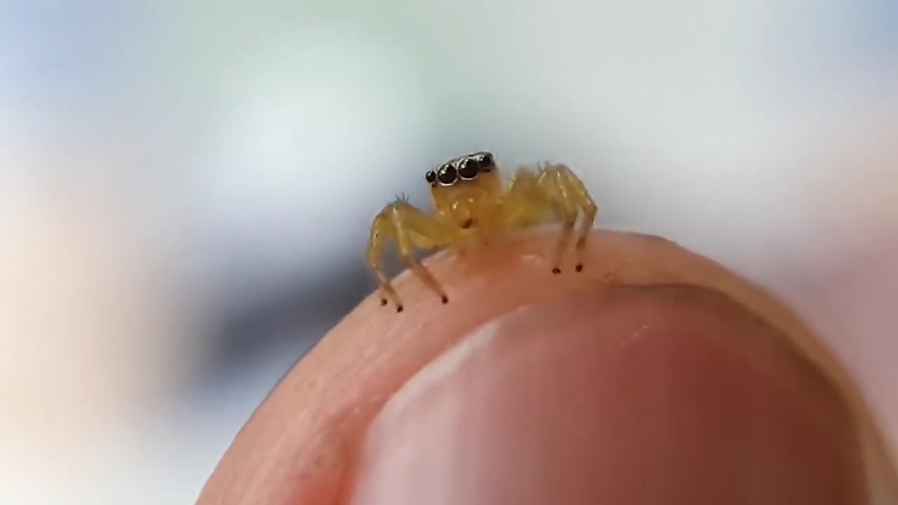 Galaxy Note 10 Plus: Super Slow-Mo: Jumping Spider - YouTube