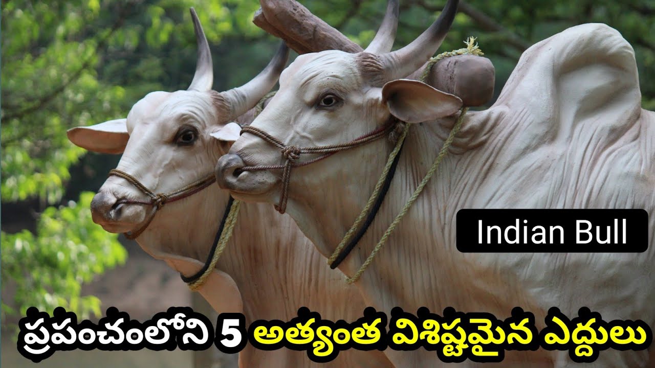 ప్రపంచంలోని 5 అత్యంత విశిష్టమైన ఎద్దులు || Most Unique Bulls in the ...