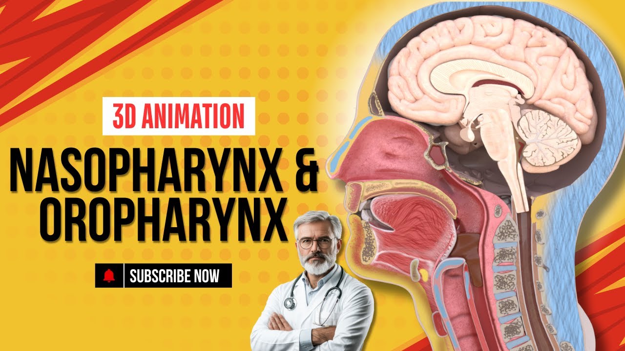 Pharynx Anatomy Made Easy | Nasopharynx, Oropharynx & Clinical Points Simplified - YouTube