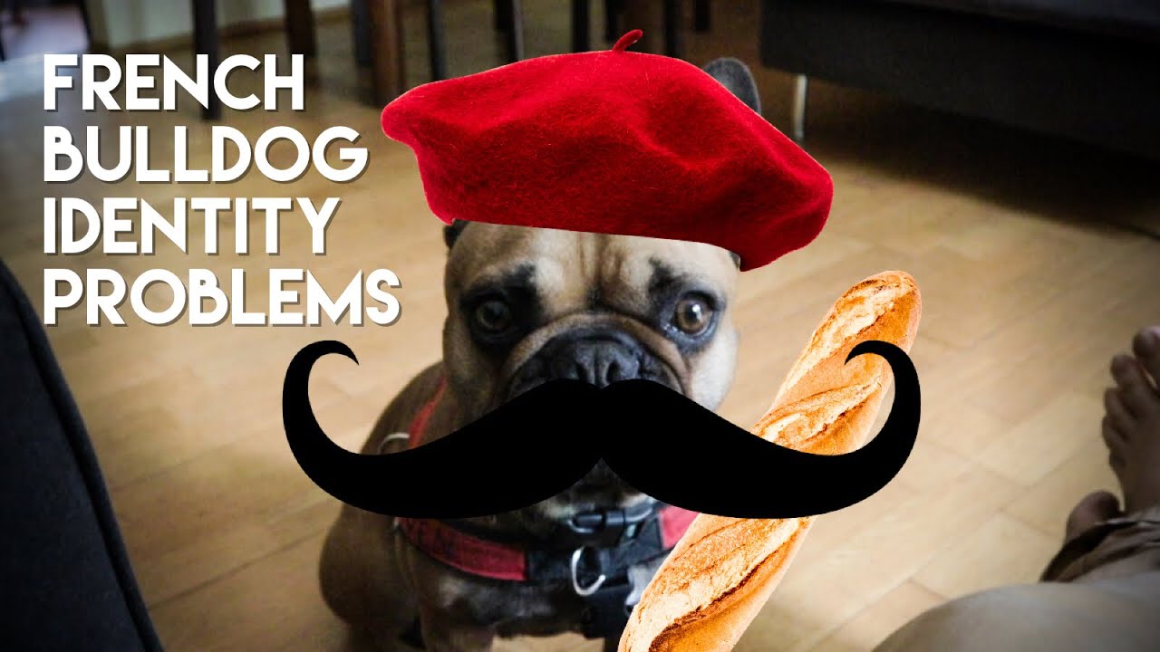 Sven, the French (Polish😂) Bulldog!! 😂😂 - YouTube