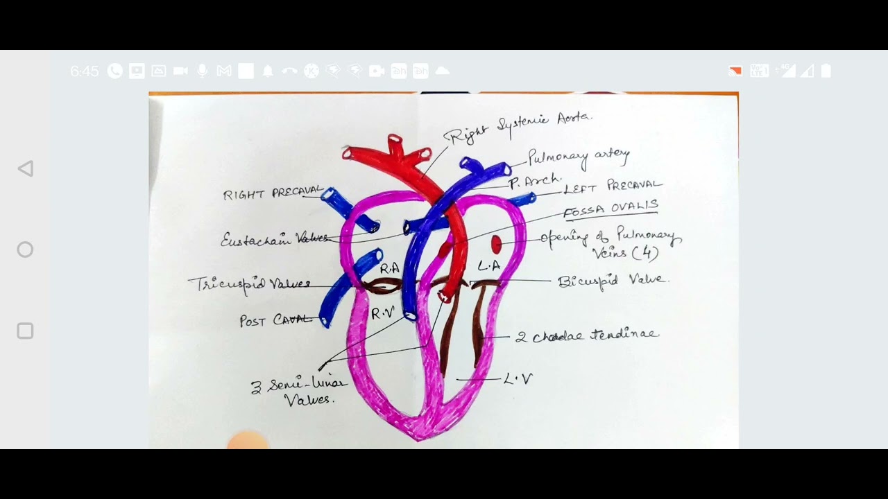 columba/pigeon circulatory system - YouTube
