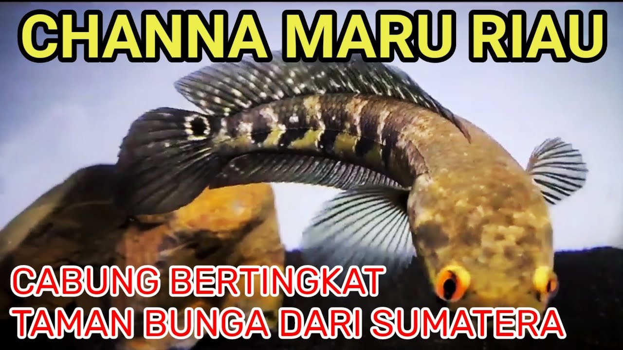 REVIEW CHANNA MARU RIAU - CABUNG BANYAK DARI BAWAH SAMPAI ATAS DI TIAP ...