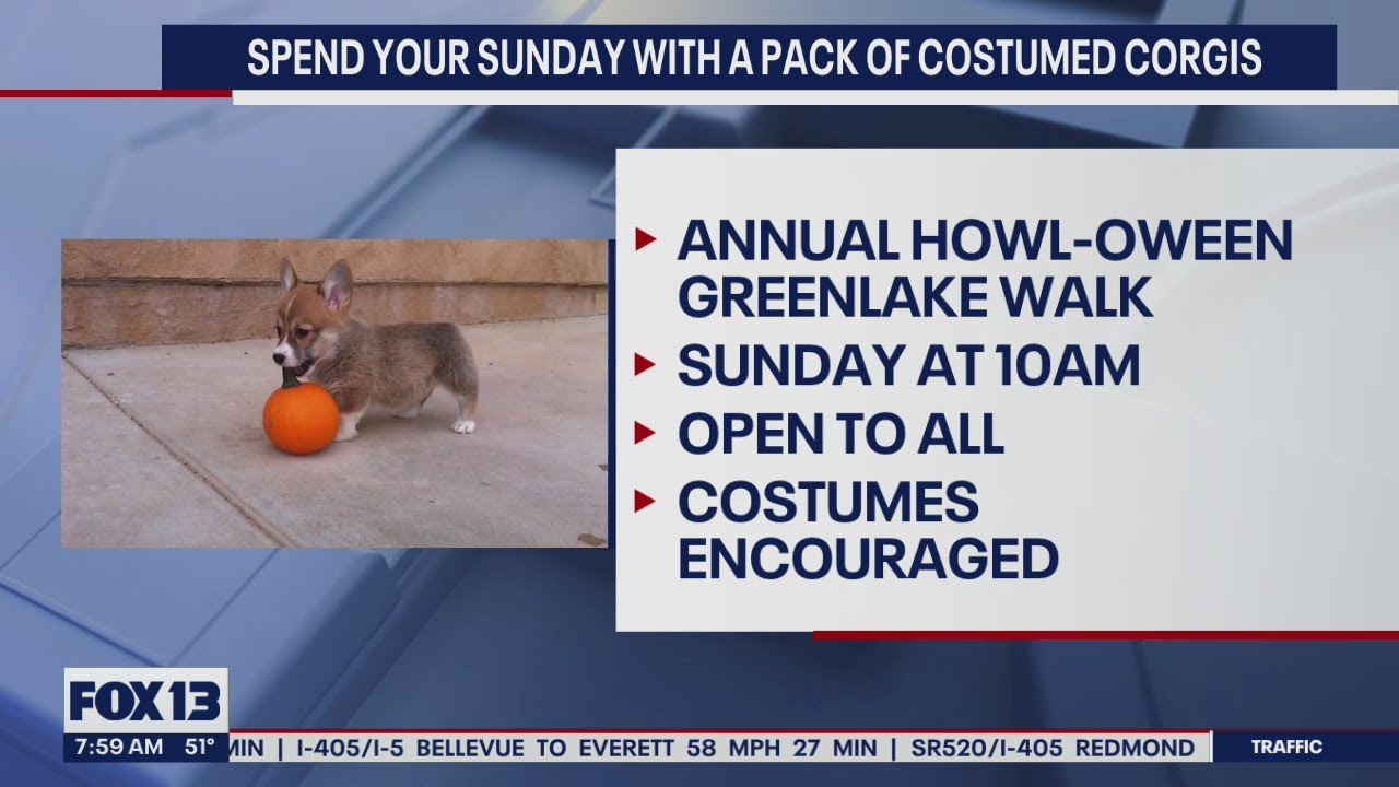 Spend your Sunday with a pack of costumed corgis | FOX 13 Seattle - YouTube