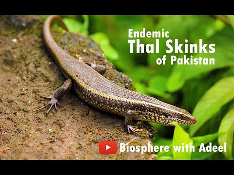 Endemic Thal Skinks of Pakistan| Endemic Reptiles of Pakistan ...