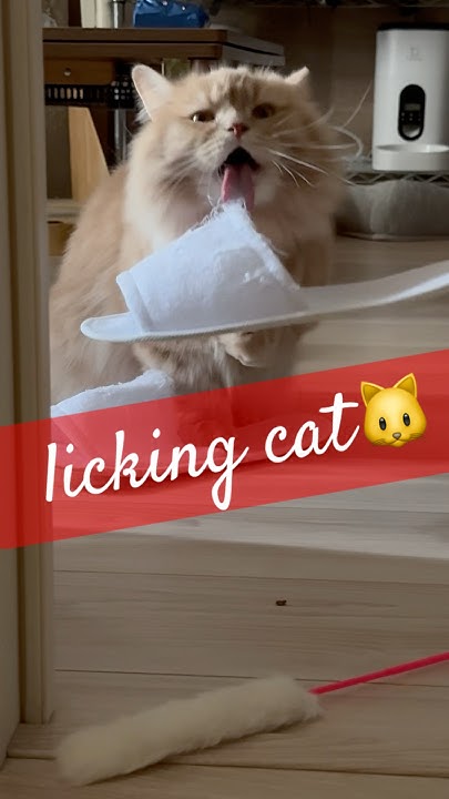 #cat #cute スリッパ🩴大好き猫🐱この舌の👅感触がたまんねえにゃあ#猫のいる暮らし #猫のいる生活 #マンチカン短足 - YouTube