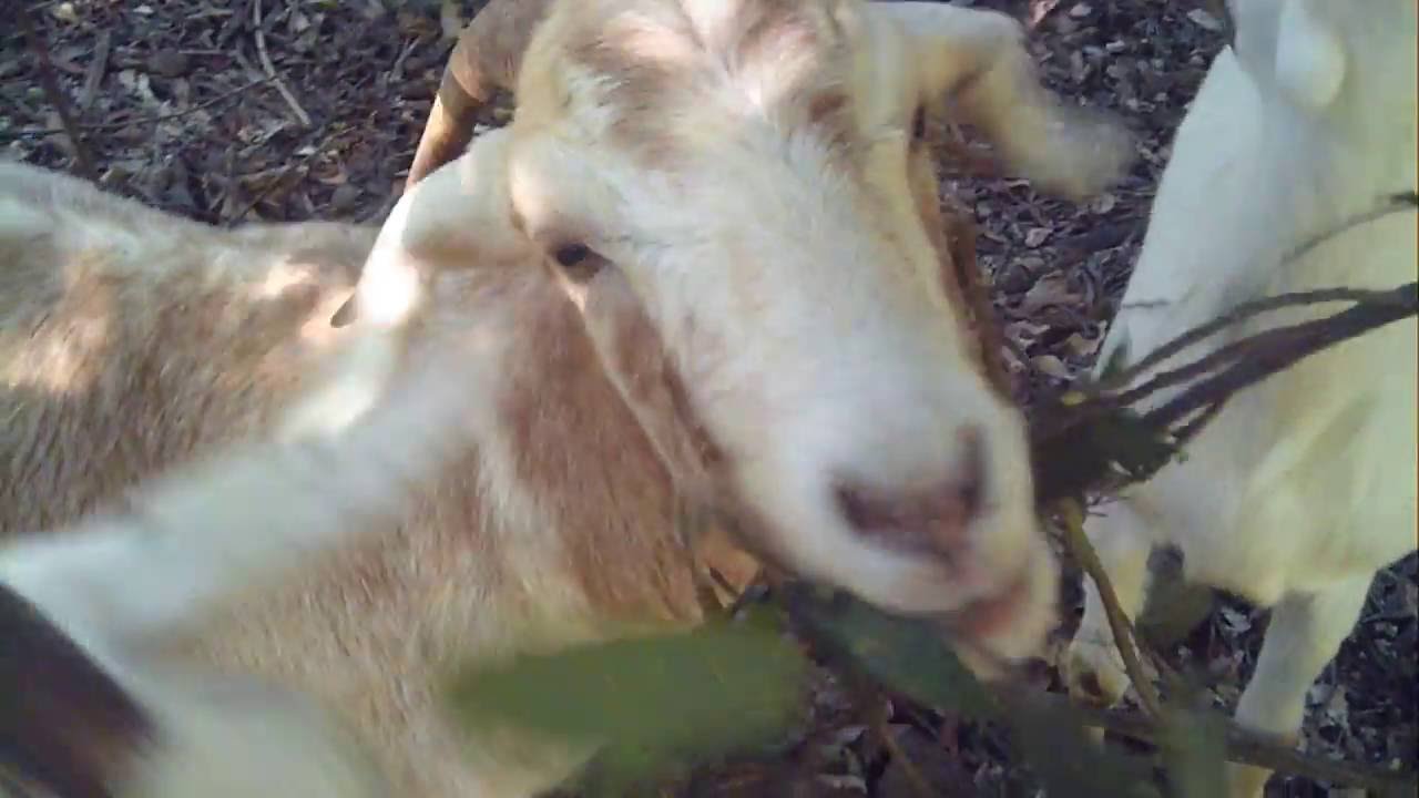 goat walker walking goats - YouTube