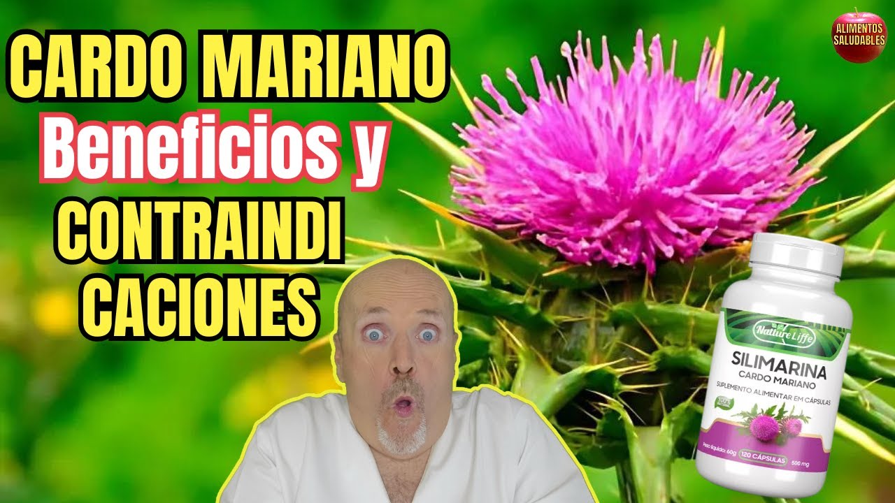 ️‍🔥 CARDO MARIANO (SILIMARINA) BENEFICIOS Y CONTRAINDICACIONES MAS ...