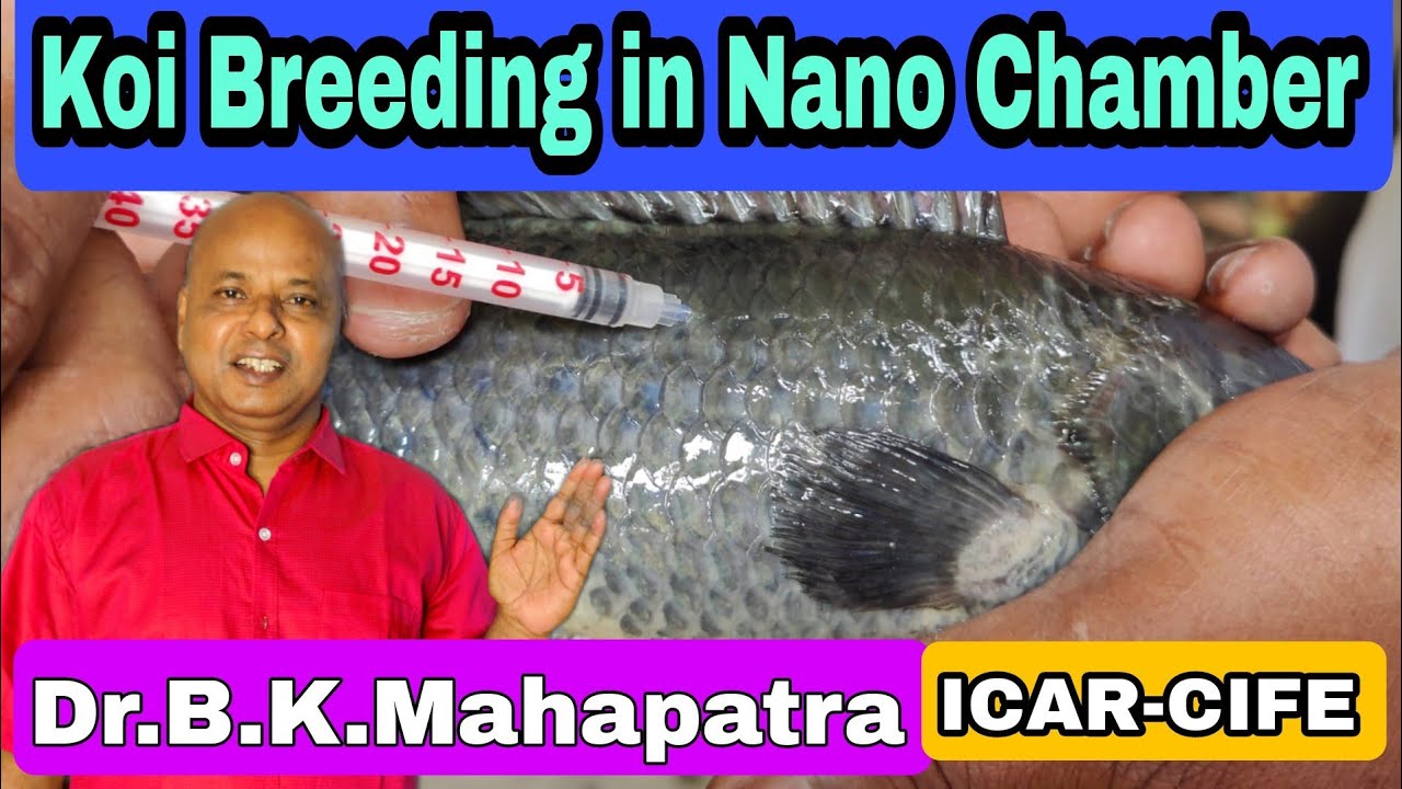 Breeding of Koi in Nano Fish Breeding Chamber😃 #কই - YouTube