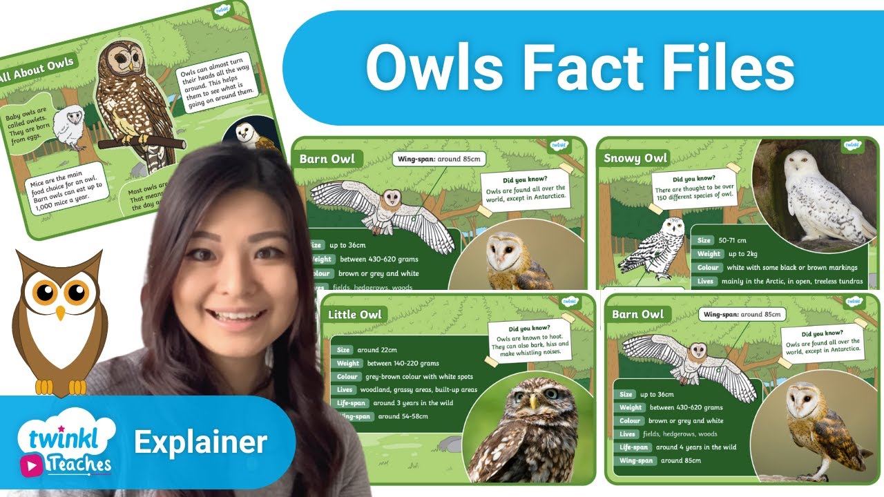 Facts About Owls for Kids - YouTube