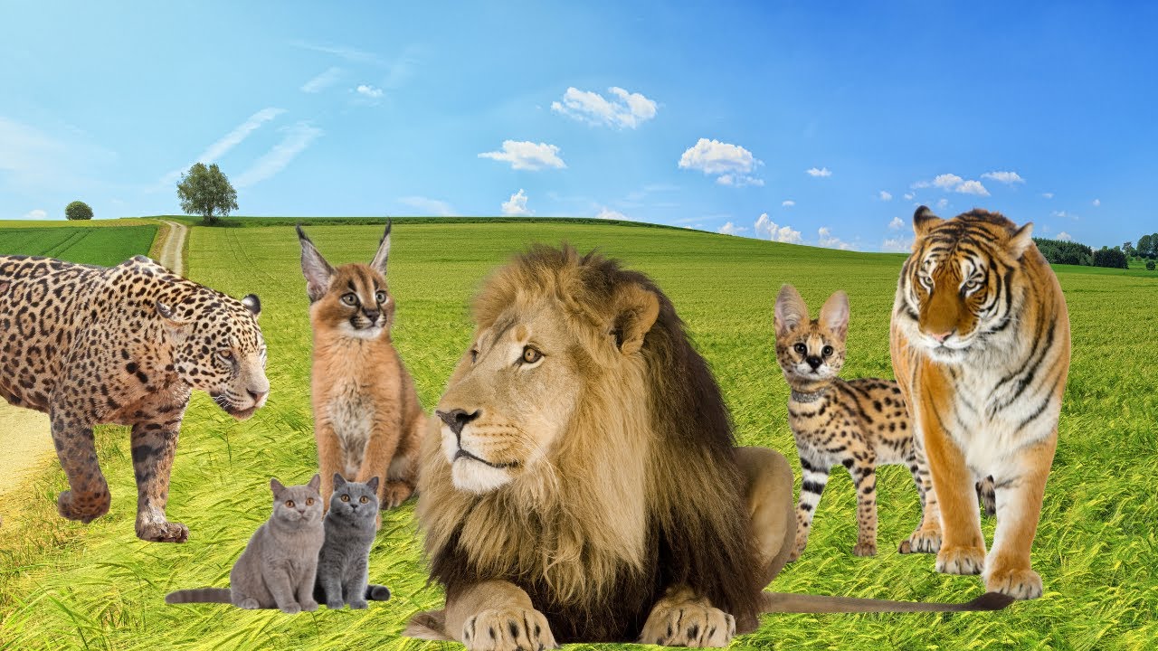 CONHEÇA OS VÁRIOS TIPOS DE ANIMAIS FELINOS - LEÃO - GATO - ONÇA ...