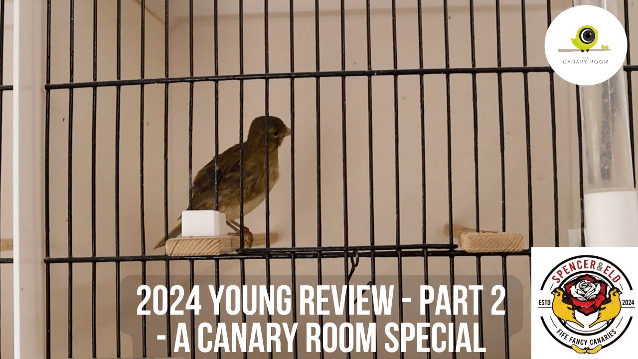 The Canary Room Season 7 Episode 12 - Reviewing the young birds bred in ...